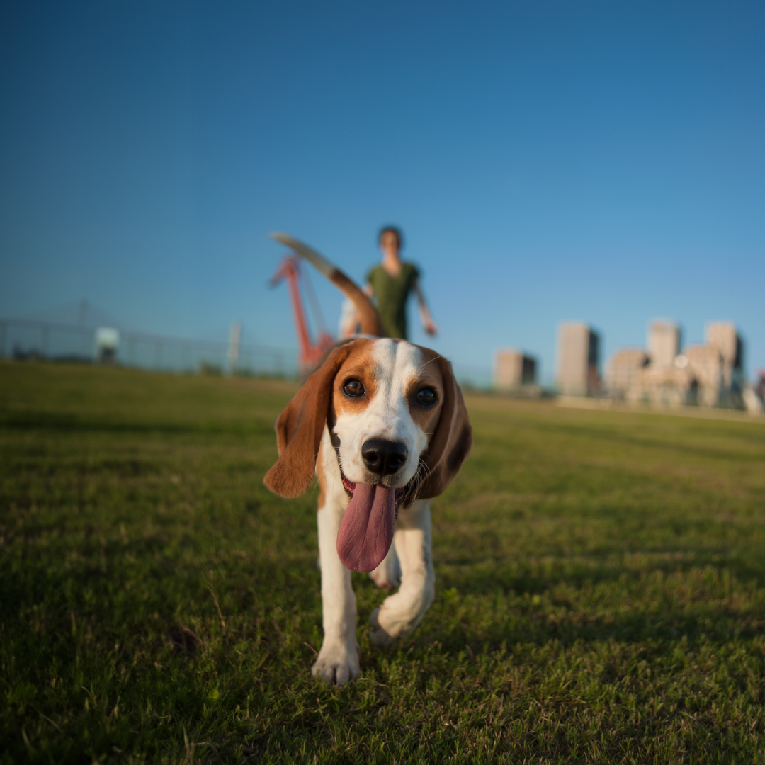 10 Fun Facts About Dogs - Lifetime Pet