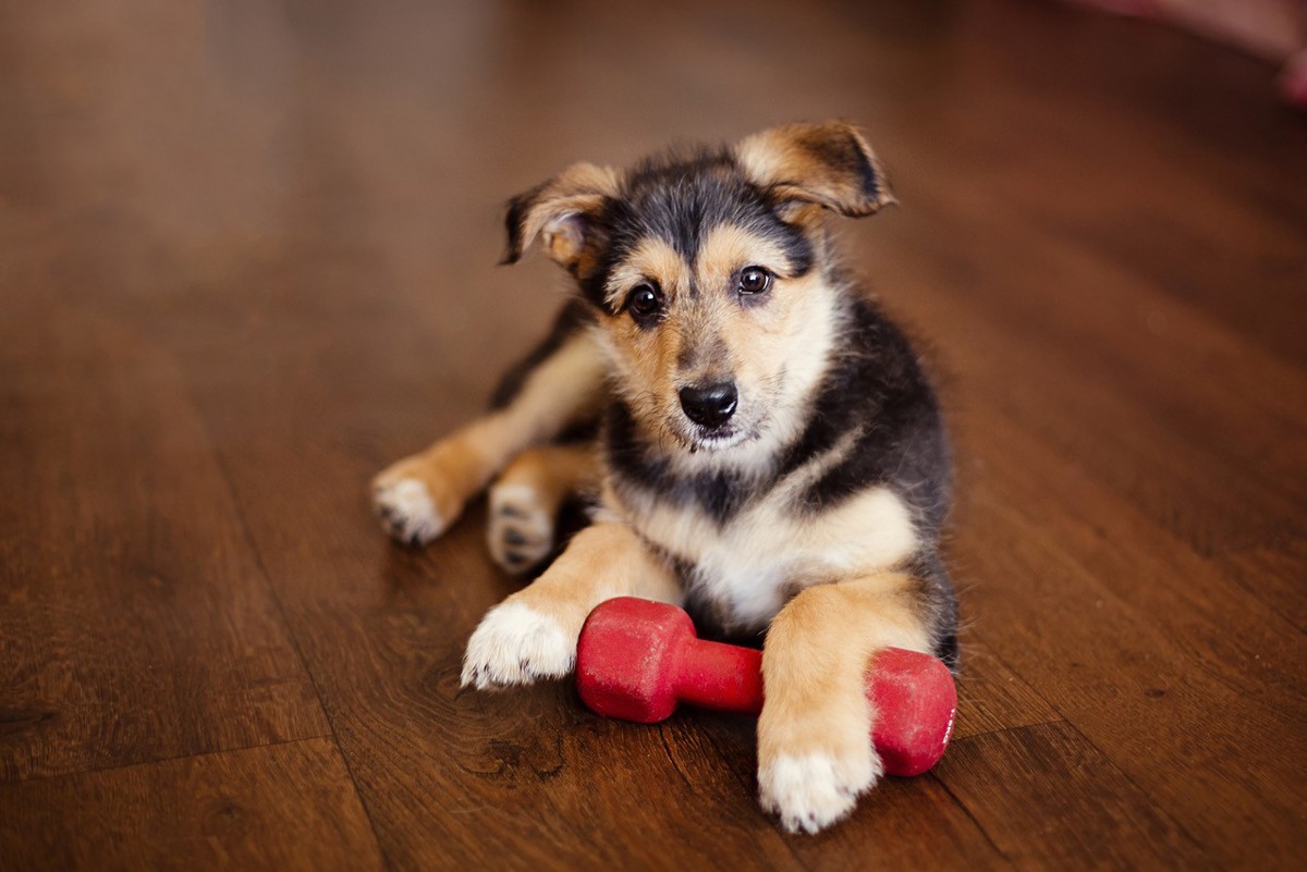 Exploring the Role of Nutrition on Your Pets Weight - Lifetime Pet