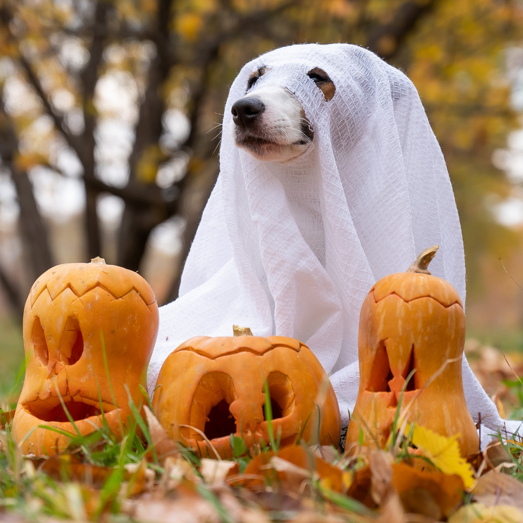 5 Fun Fall Activities to Do With Your Pets - Lifetime Pet