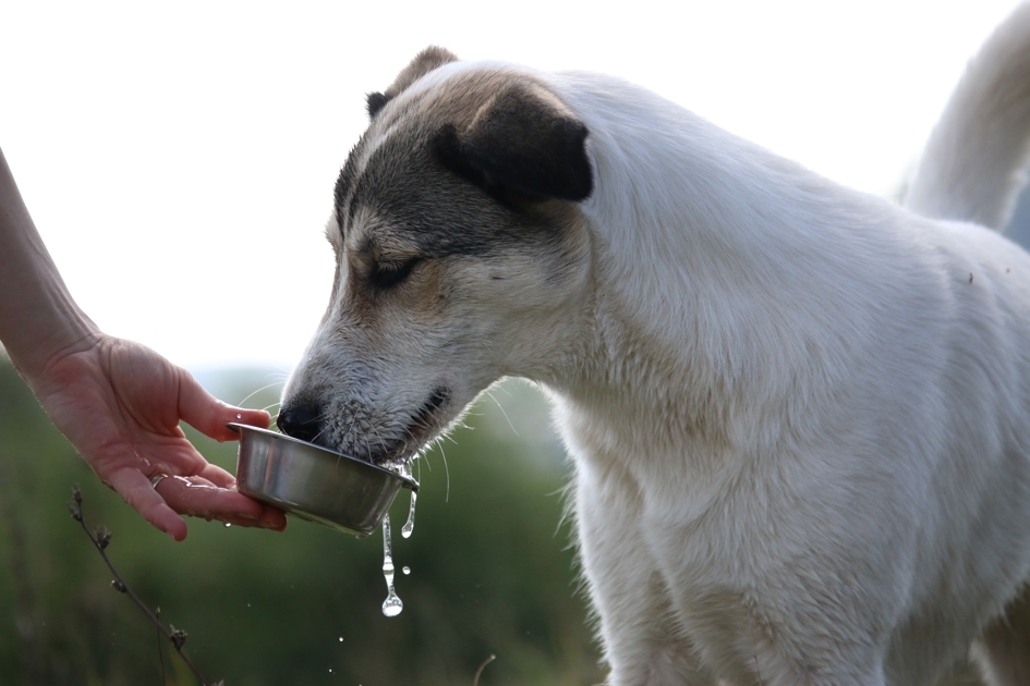 Keeping Your Pets Hydrated - Lifetime Pet