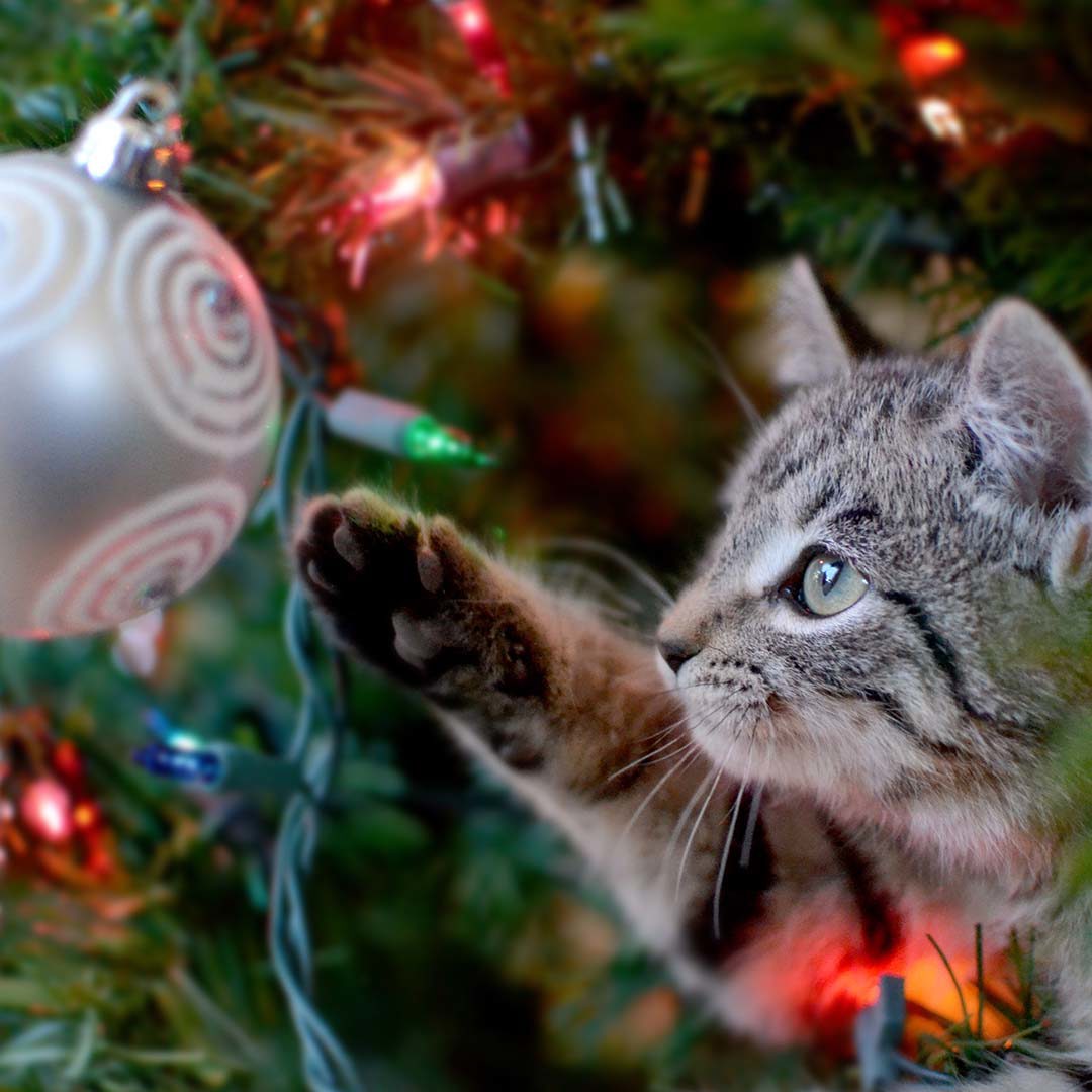 Holiday season with pets - Lifetime Pet